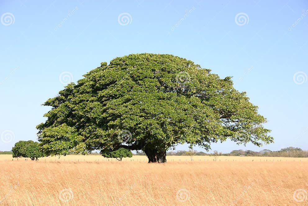Big tree stock image. Image of rica, symbol, canopy, green - 561753