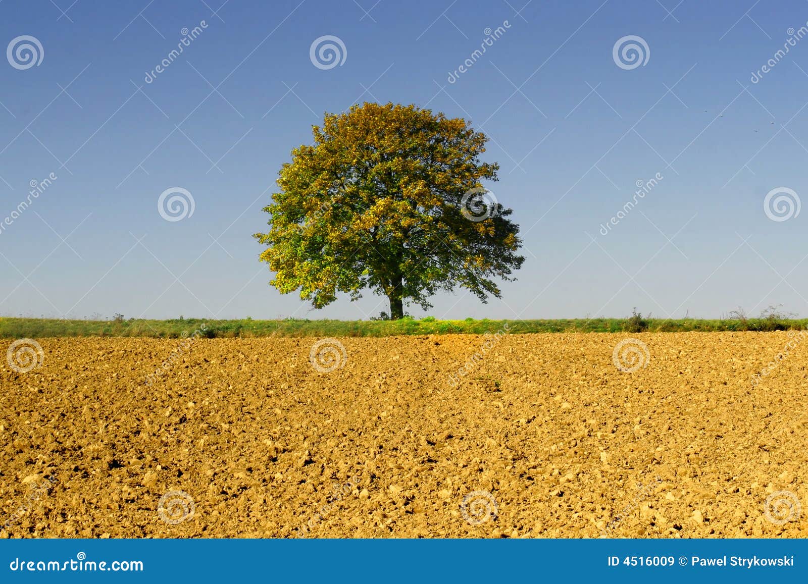Big tree on the acre stock image. Image of tree, airspace - 4516009