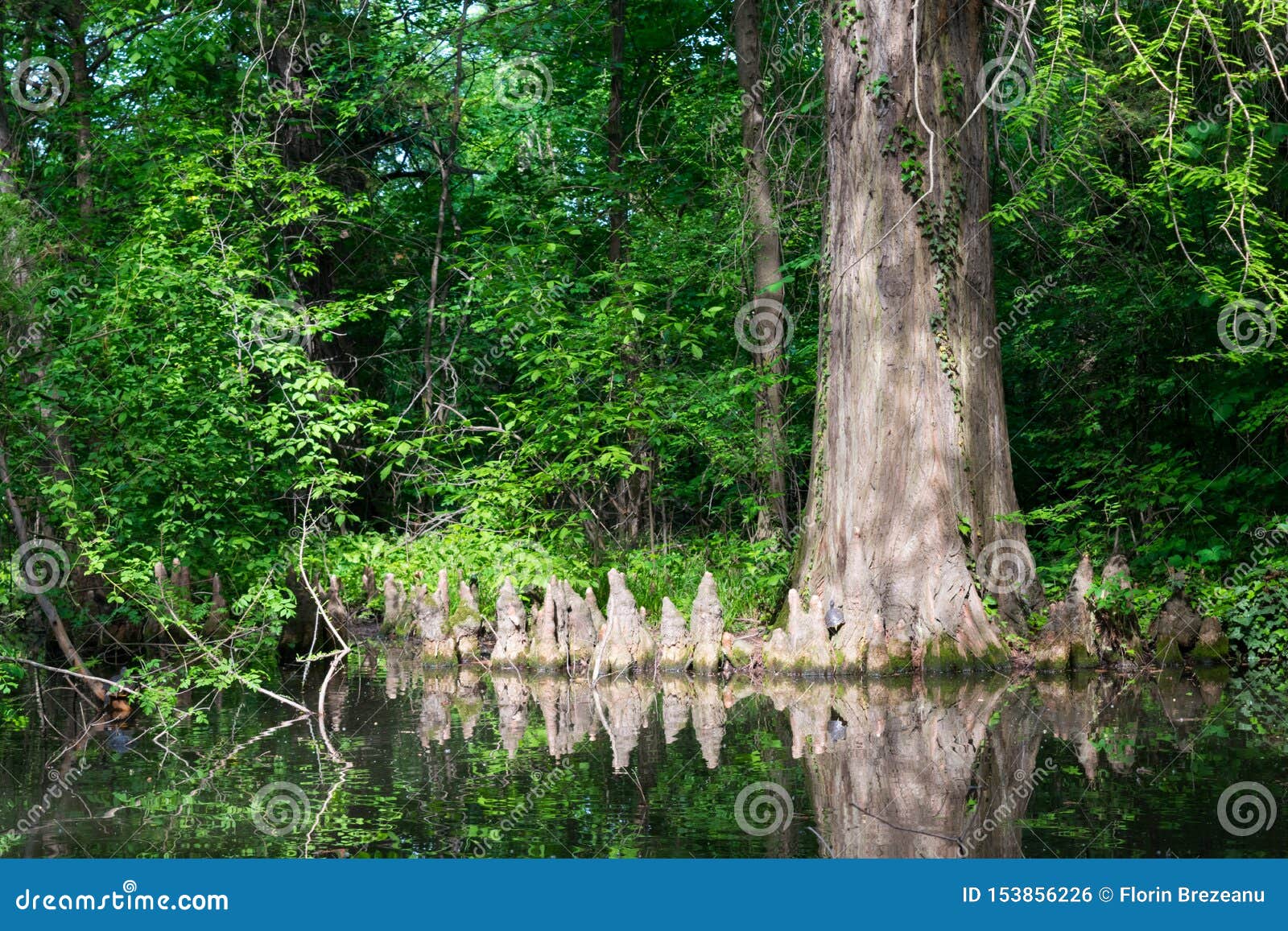 Big Tree with Aerial Roots is Reflected in the Water of a Lake Stock ...