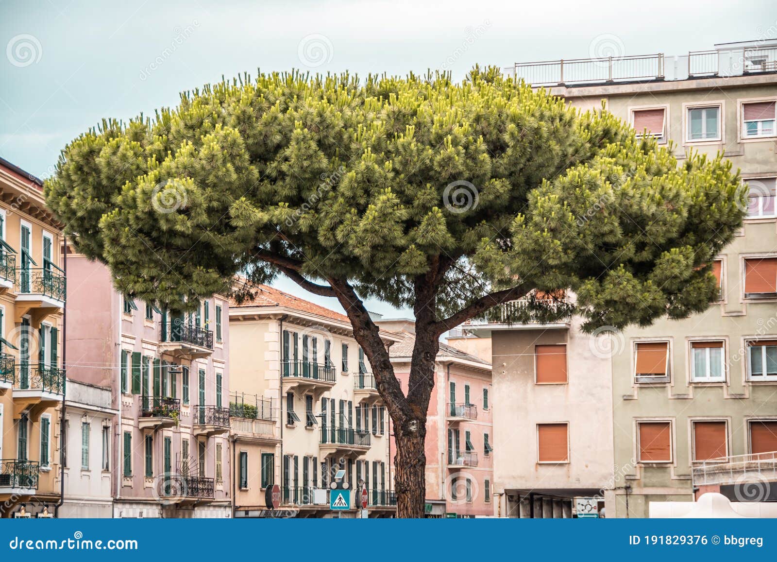 Big Tree Alone in the Middle of the Street. Italian Town. Stock Photo ...