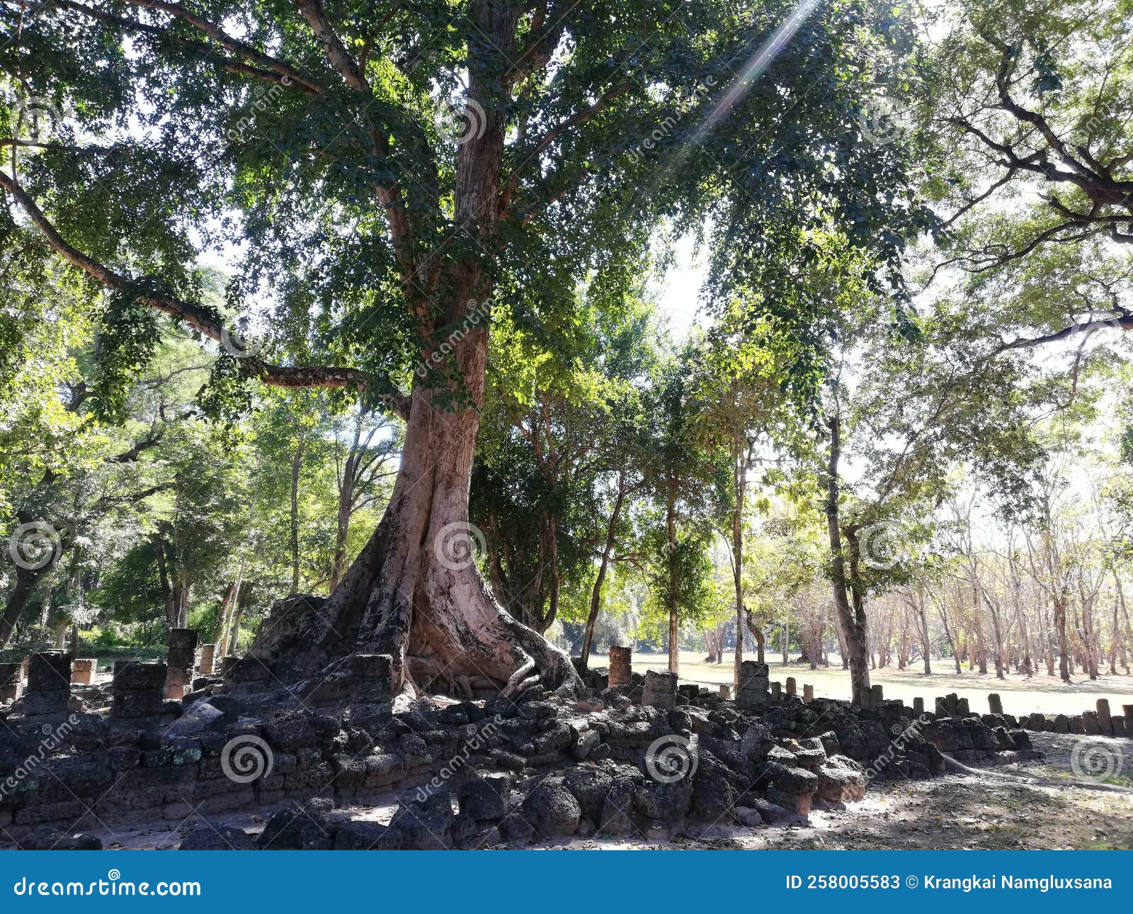 Big Tree in Ancient Thai Temple Stock Image - Image of à¸ à¸²à¸™à¸§à¸±à ...