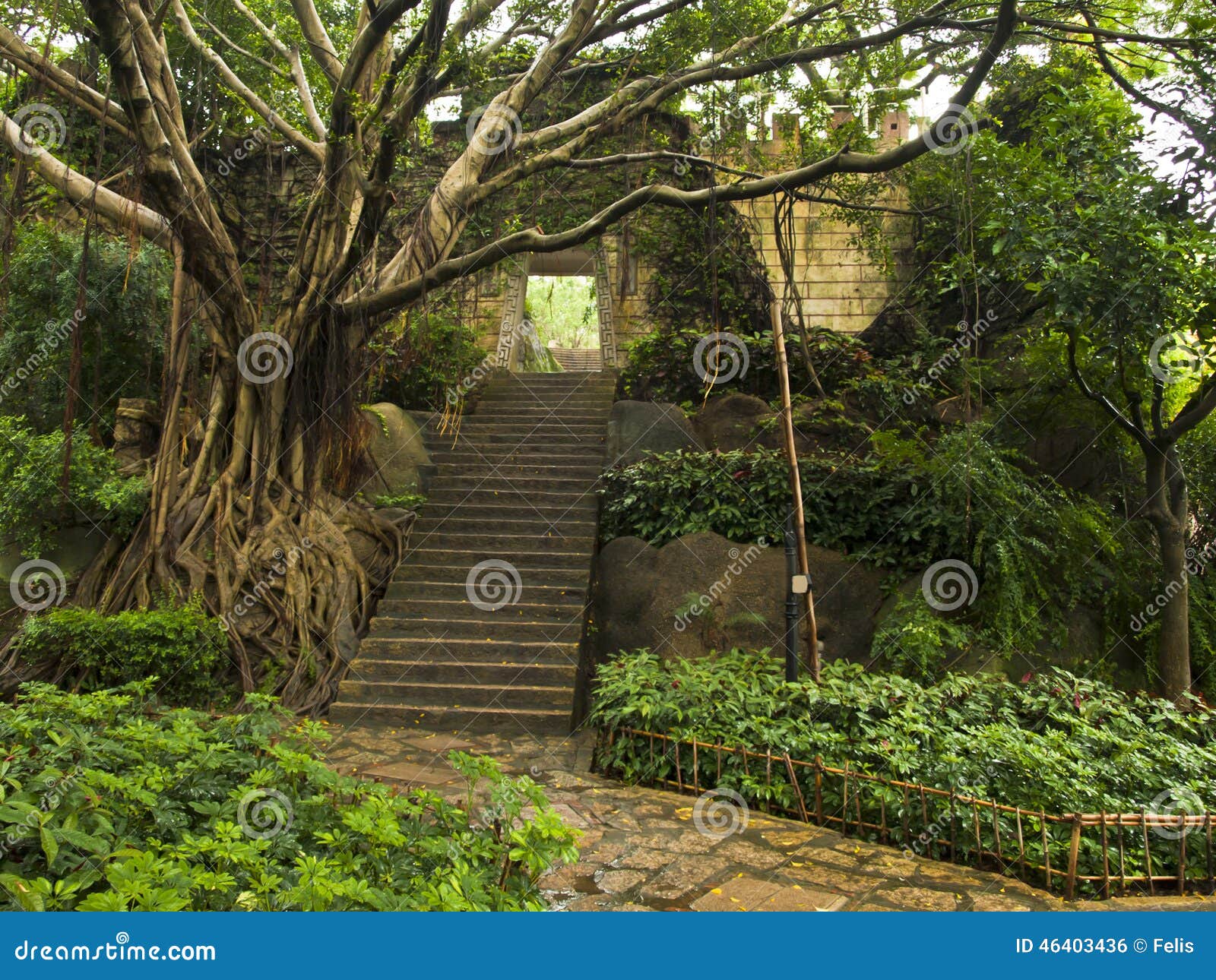 Old Tree Big Root Gate Stock Photos - Free & Royalty-Free Stock Photos ...