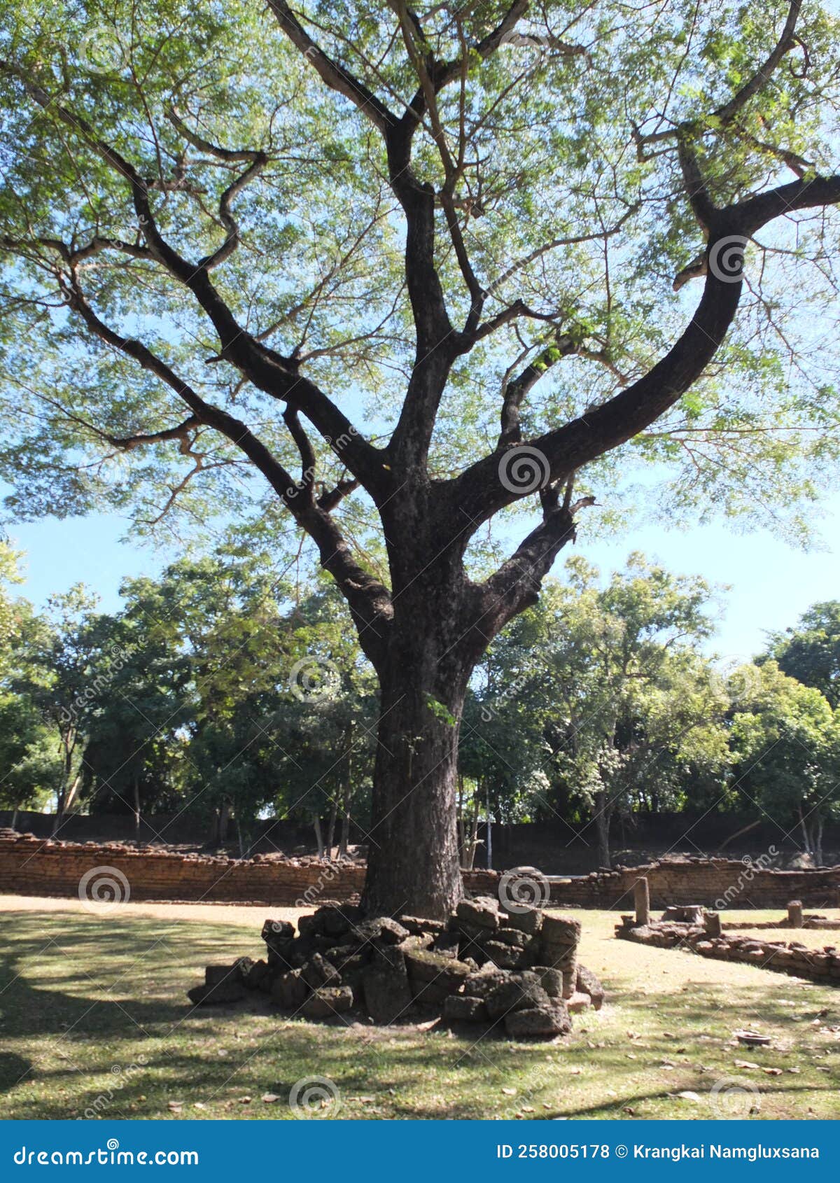 Big Tree in Ancient Walls in Ancient Monuments, Sukhothai Stock Photo ...