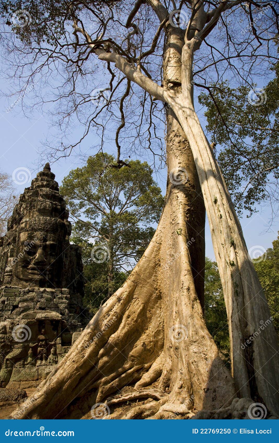Big tree in Angkor Wat stock photo. Image of temple, jungle - 22769250