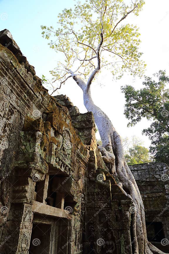 Big Tree at Angkor Wat stock photo. Image of archeology - 46788770