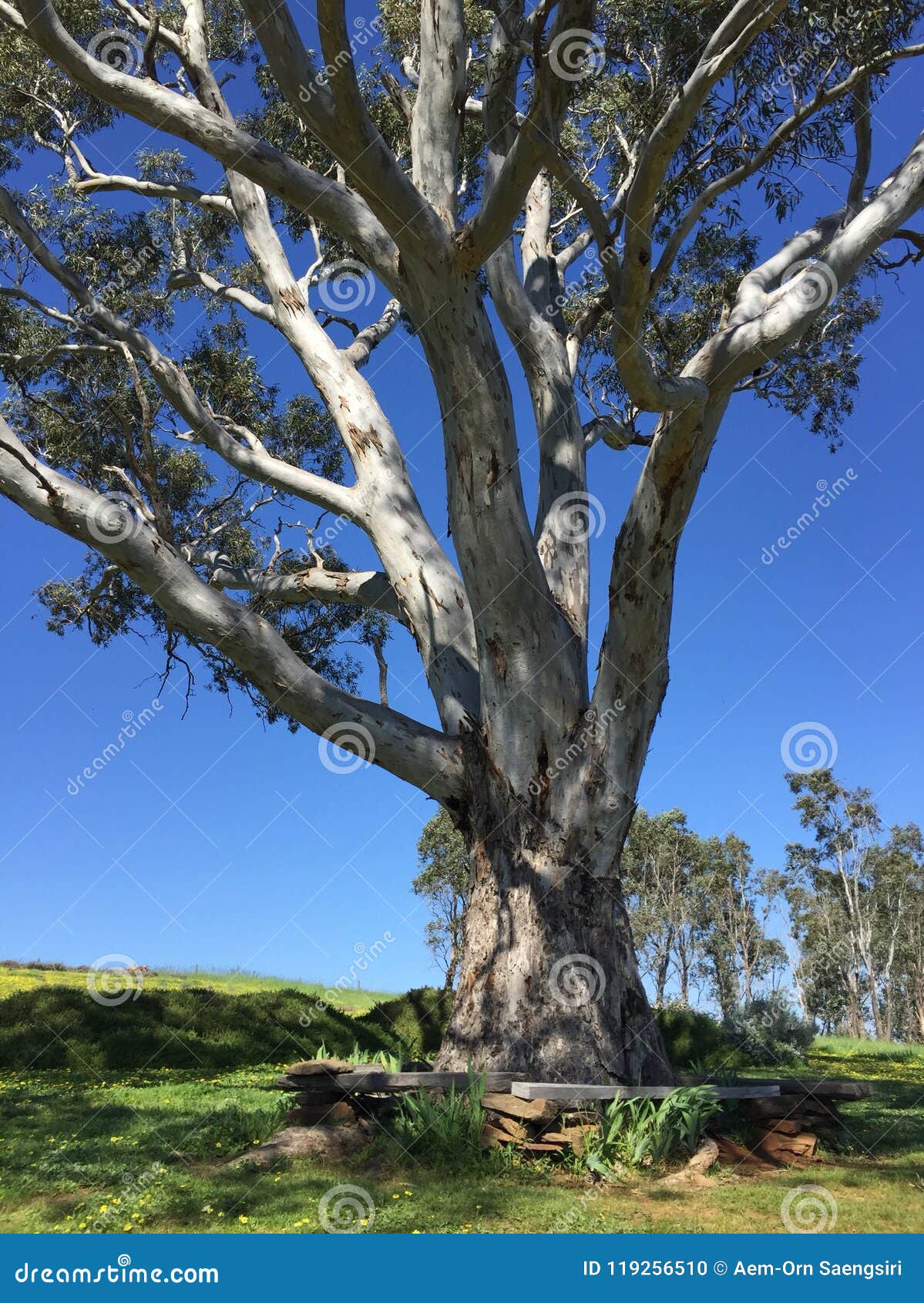 Big tree of art stock photo. Image of australia, tree - 119256510