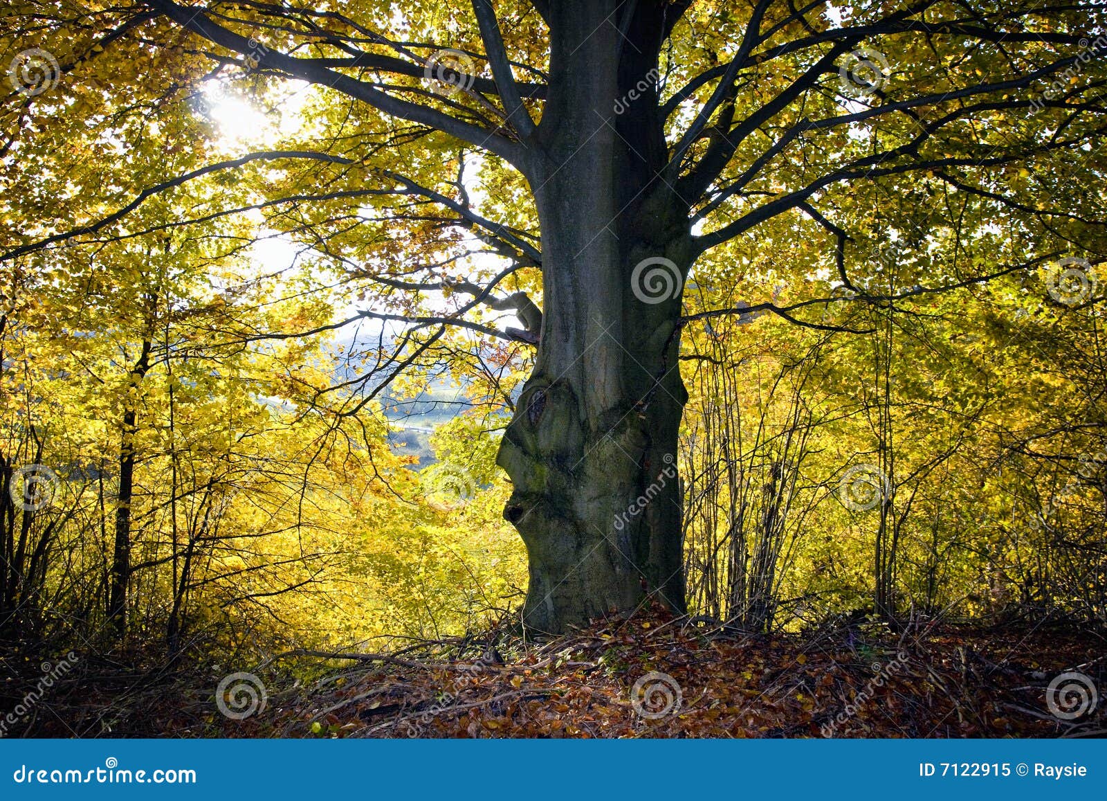 Big tree in autumn stock image. Image of trunk, arboreal - 7122915