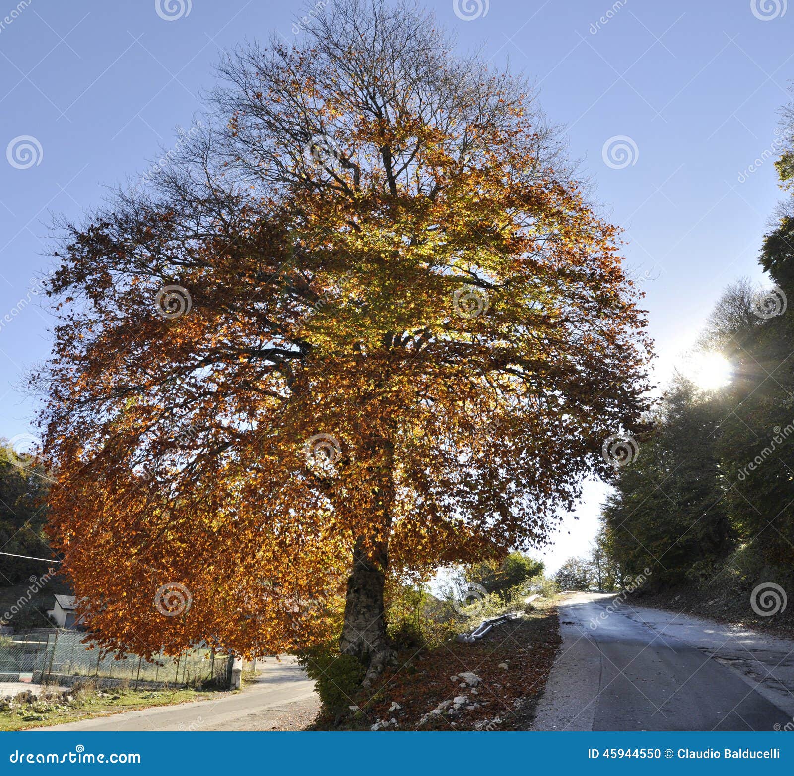Big tree in autumn stock photo. Image of fall, leaf, natural - 45944550