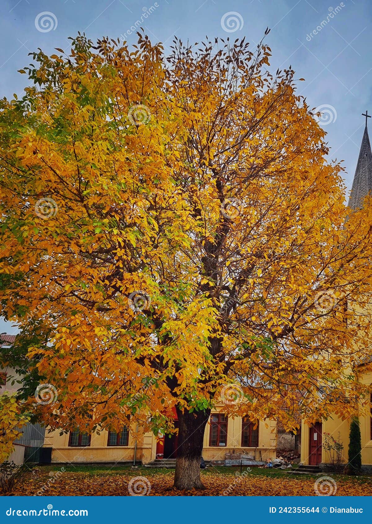 Big tree in the autumn stock photo. Image of nature - 242355644