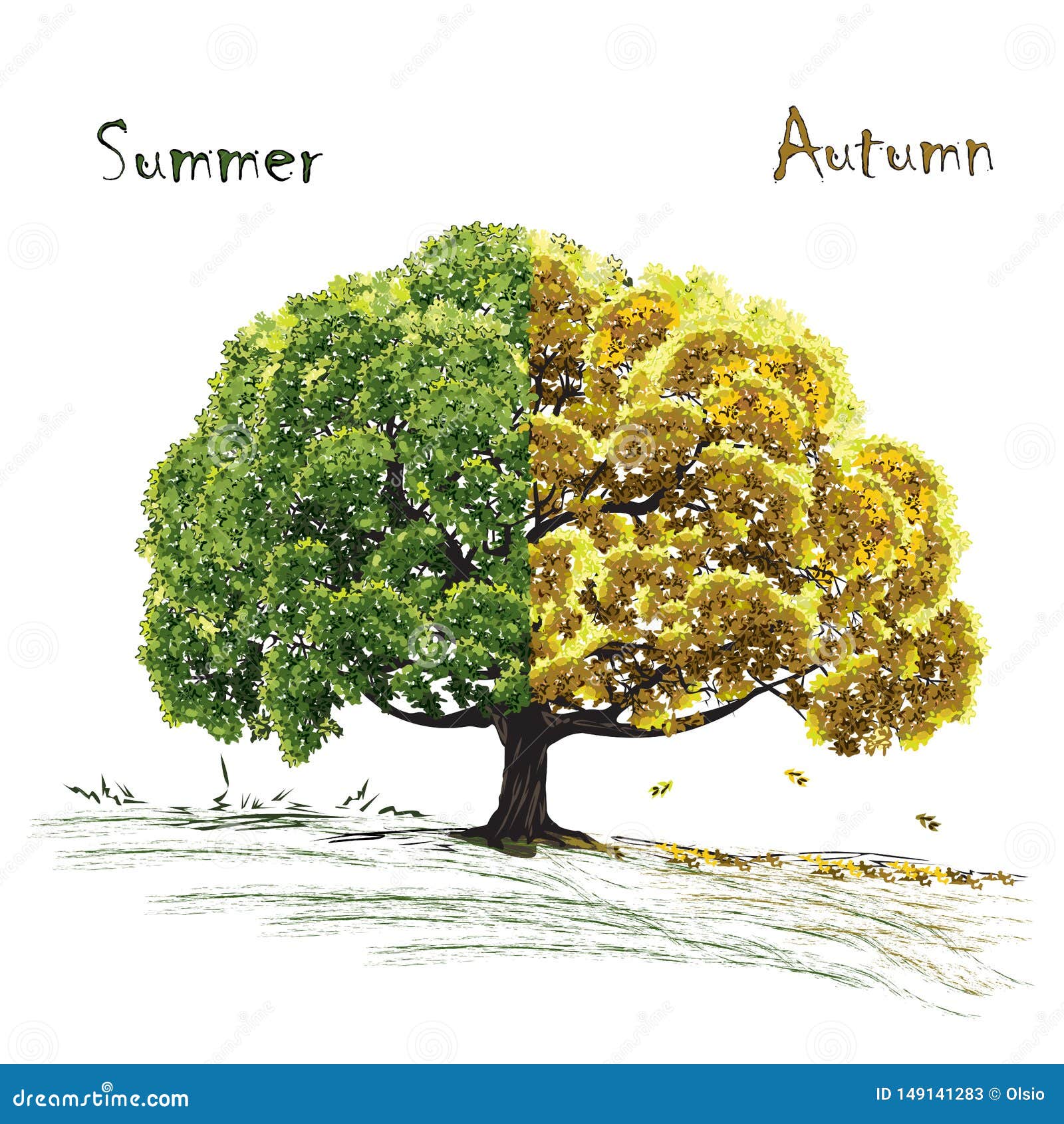 Big Tree, Autumn and Summer, on a White Background Stock Vector ...