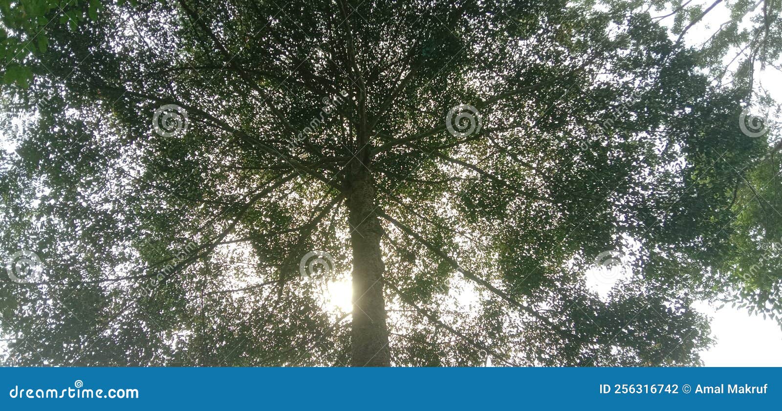 Big tree with backlight stock photo. Image of cutout - 256316742