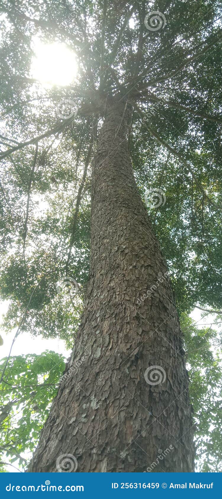 Big tree with backlight stock image. Image of trees - 256316459