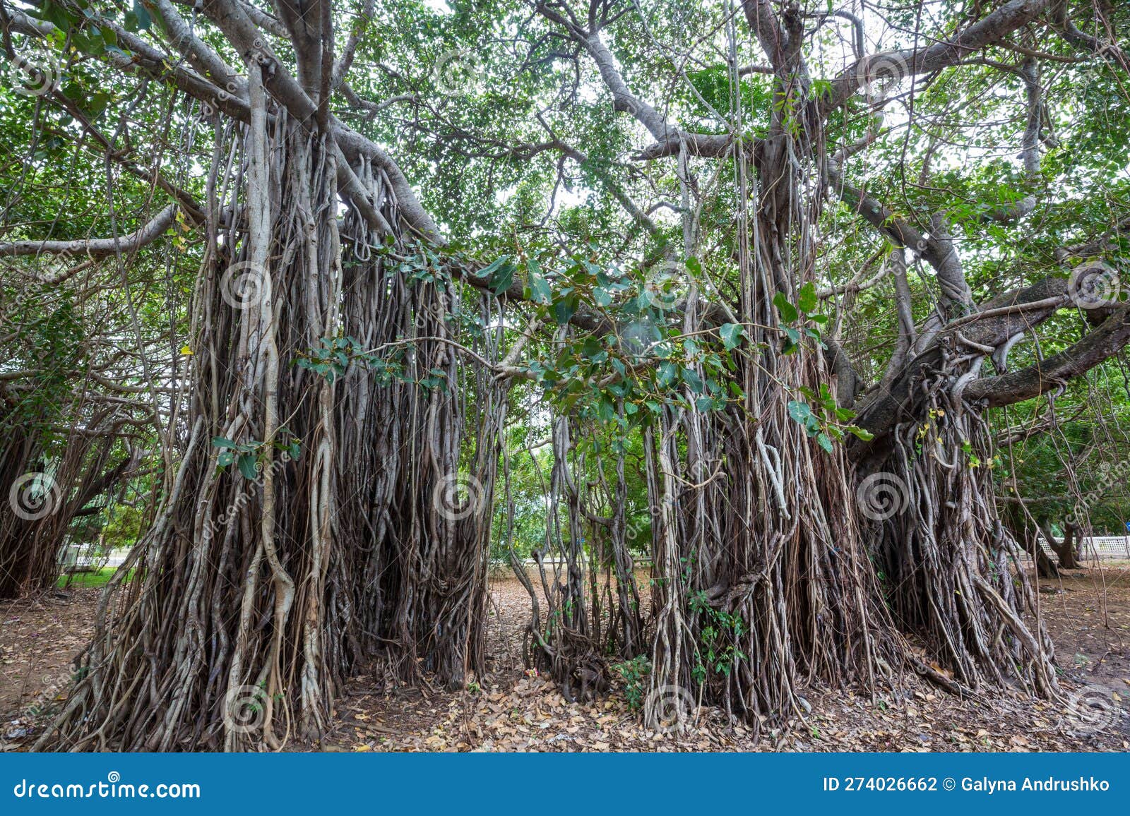 Big tree stock photo. Image of huge, trees, exuberant - 274026662