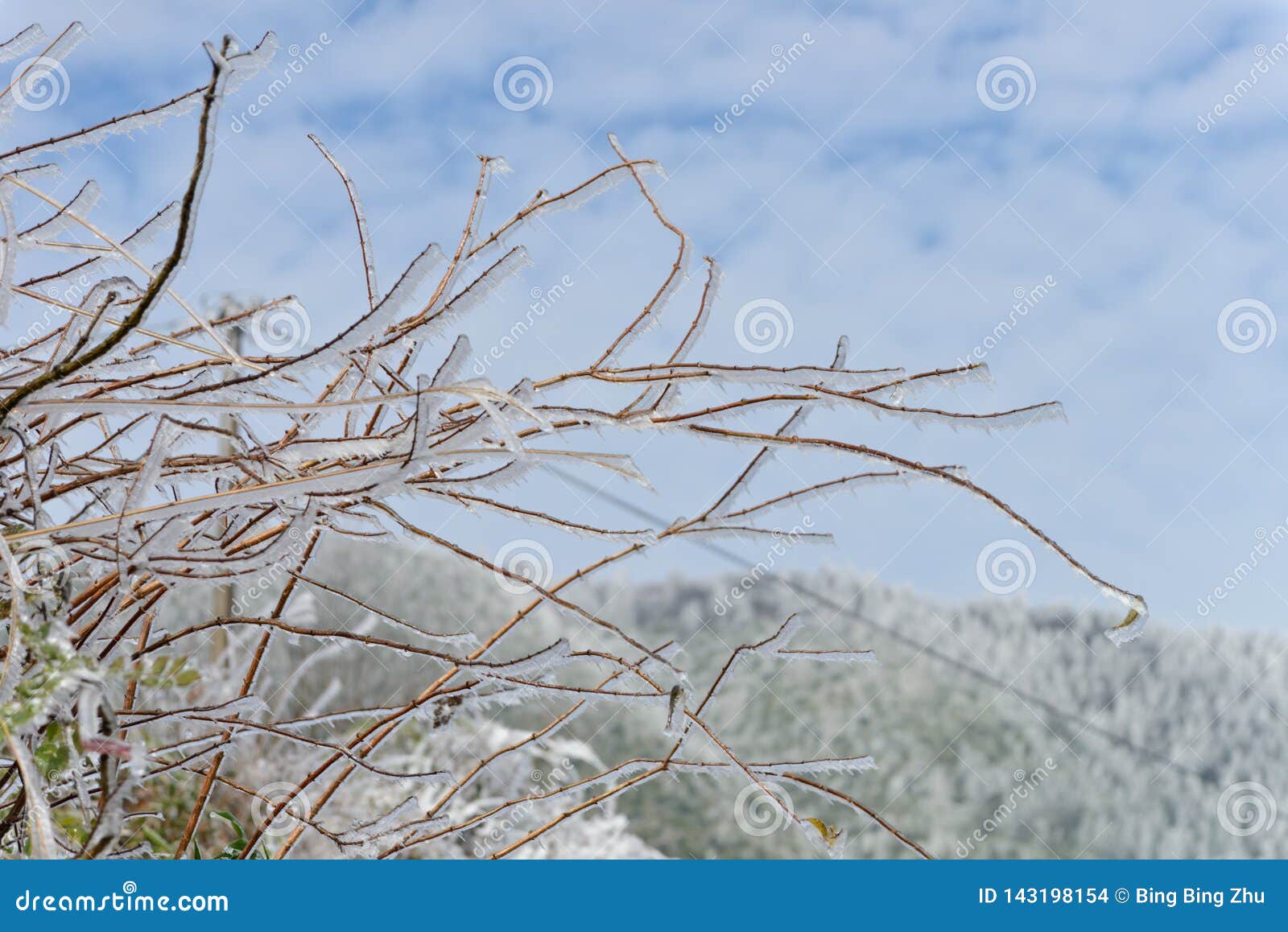 A Big Tree with Bare Branches are Covered with Ice and Frost in Winter ...
