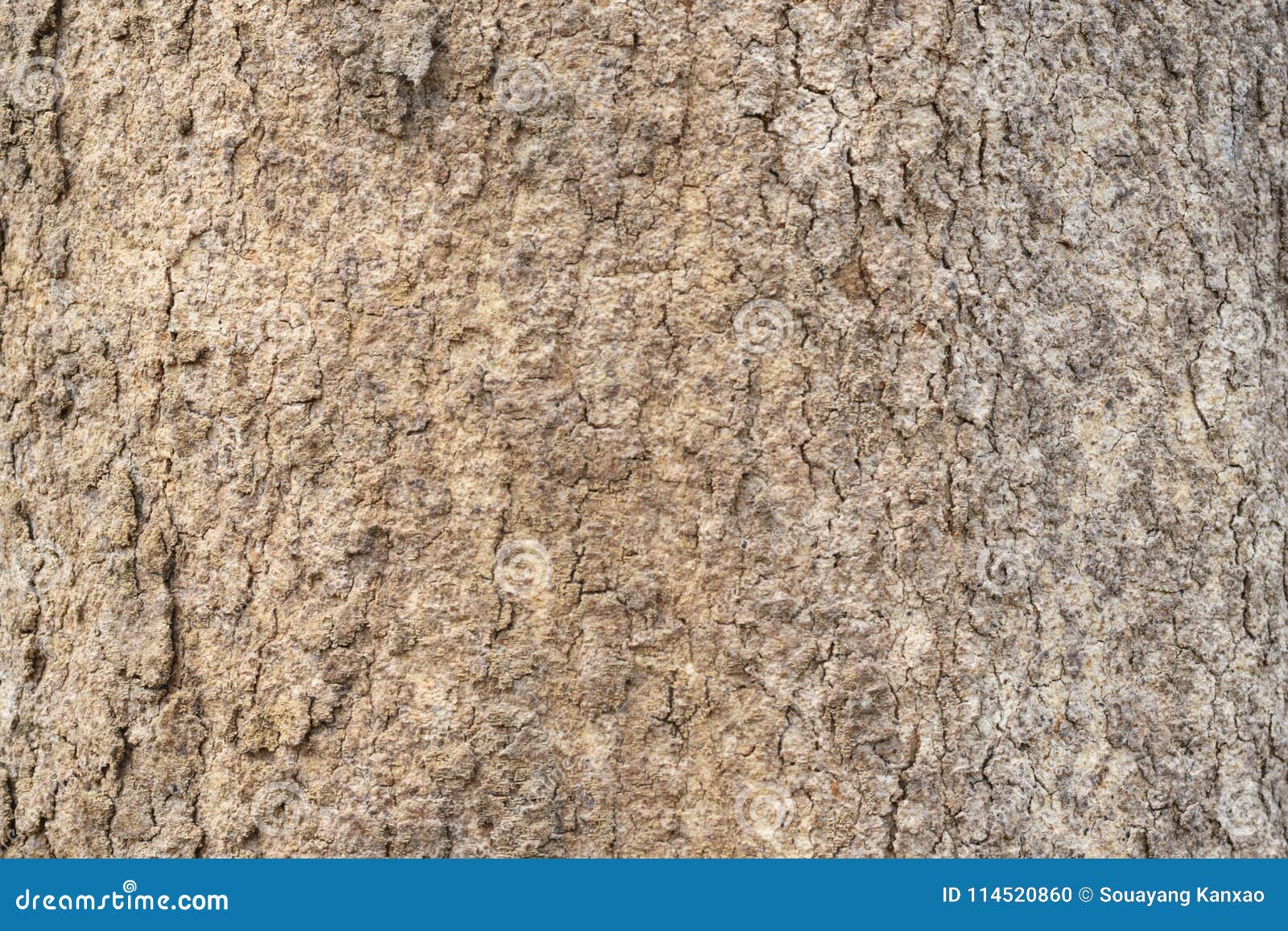 Big Tree Bark Texture Background Stock Photo - Image of color, board ...