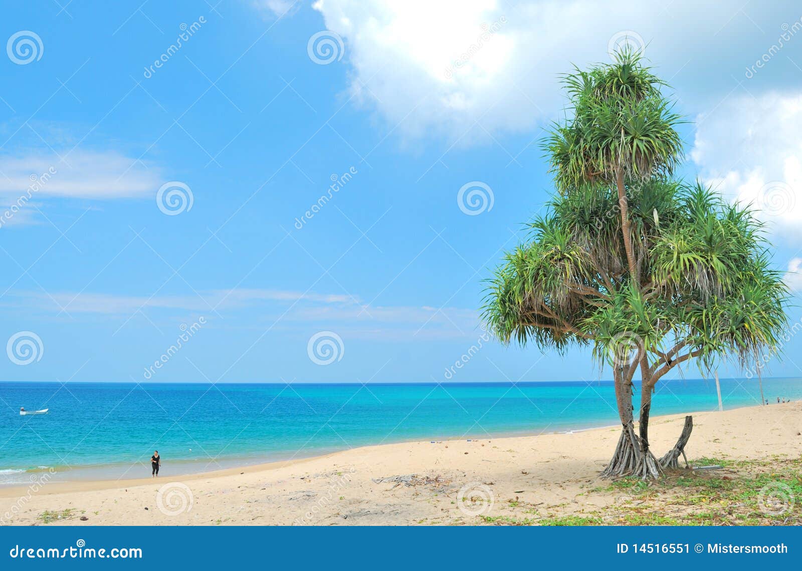Big tree on the beach stock image. Image of resort, paradise - 14516551