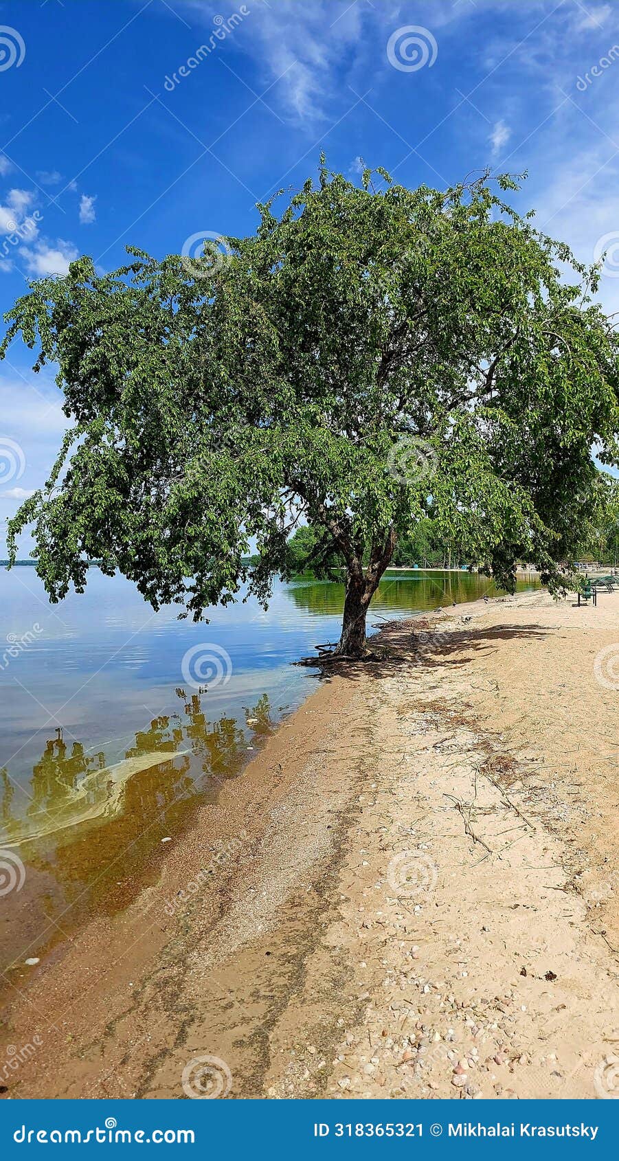 Big tree on the beach stock image. Image of water, green - 318365321