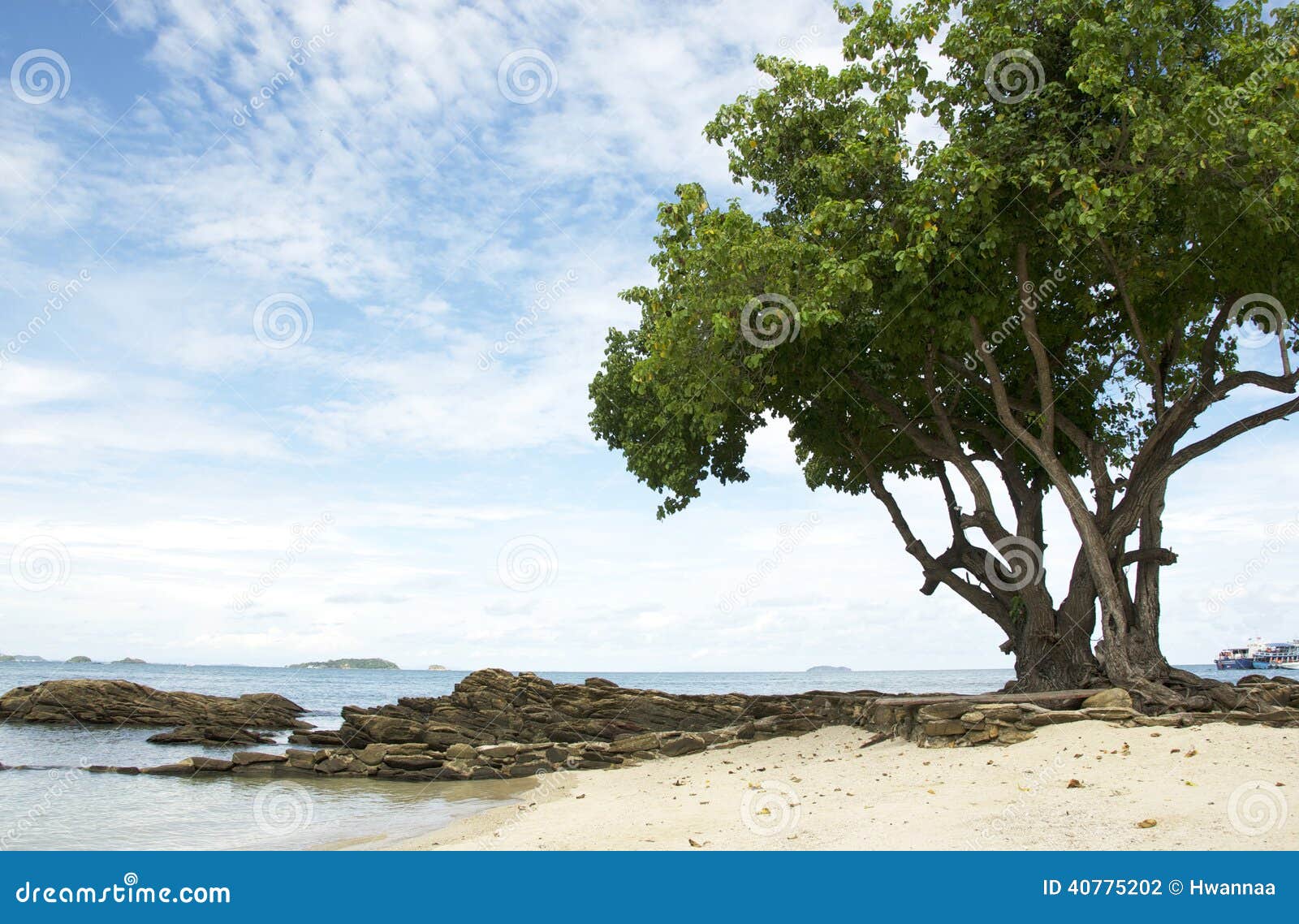 Big tree on the beach stock photo. Image of seascape - 40775202