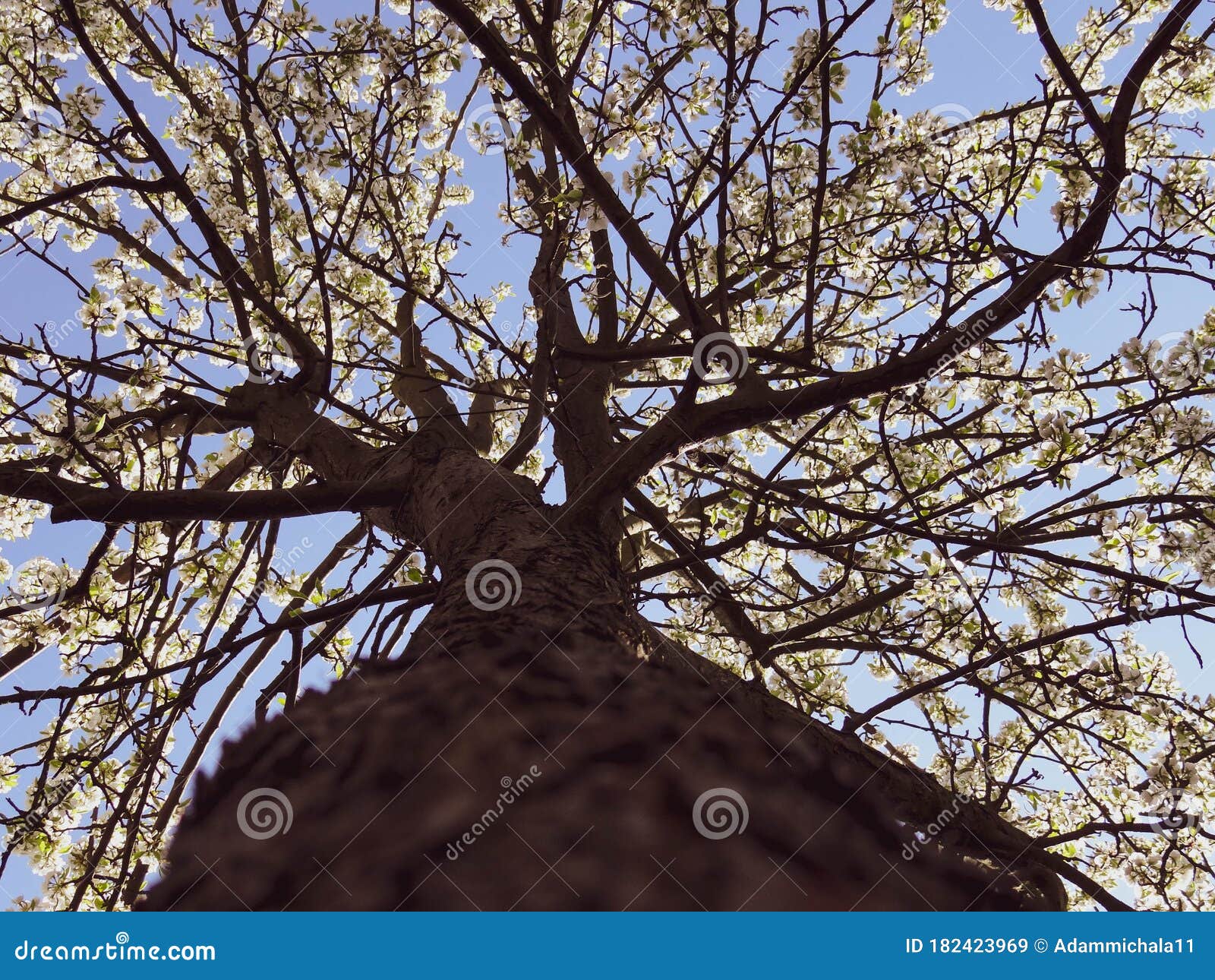 Big Tree with Beautiful Flowers Stock Image - Image of trunk, shrub ...