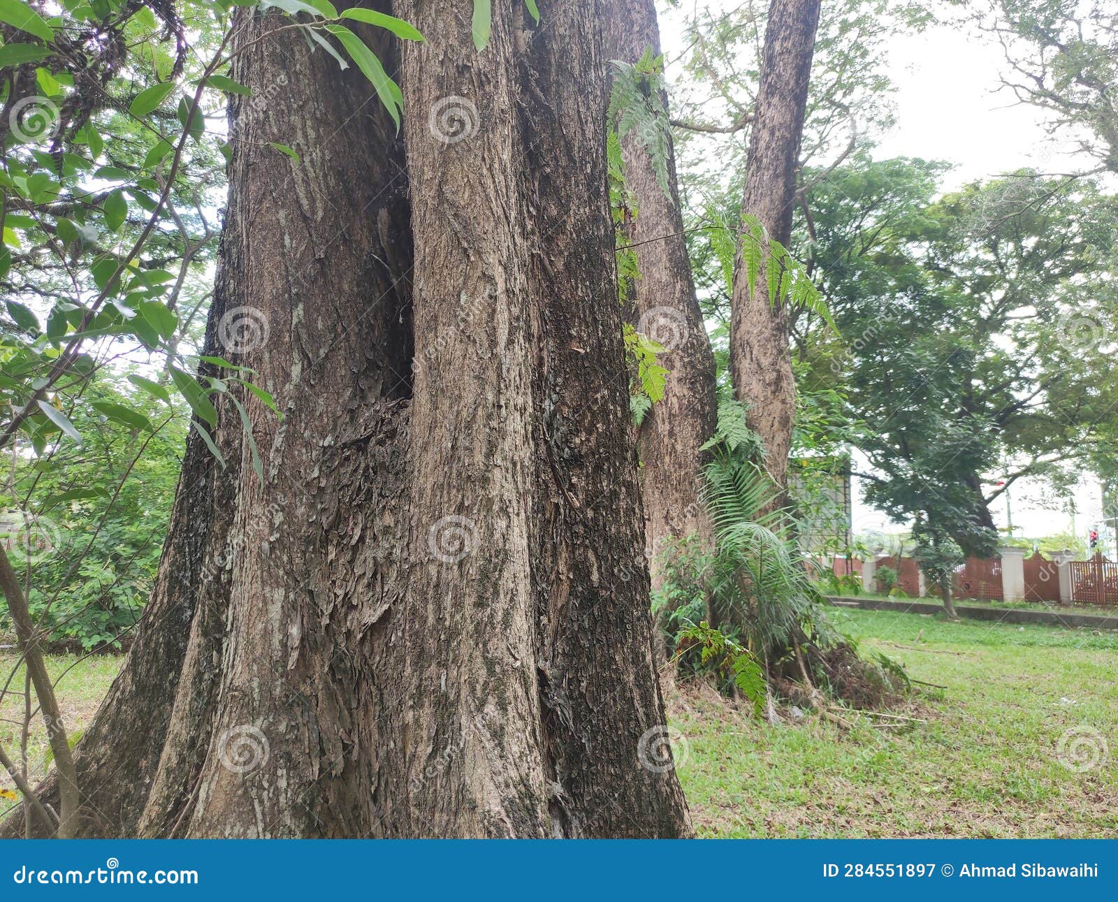 Big Tree in a Beautiful Garden Stock Image - Image of trunk, branch ...