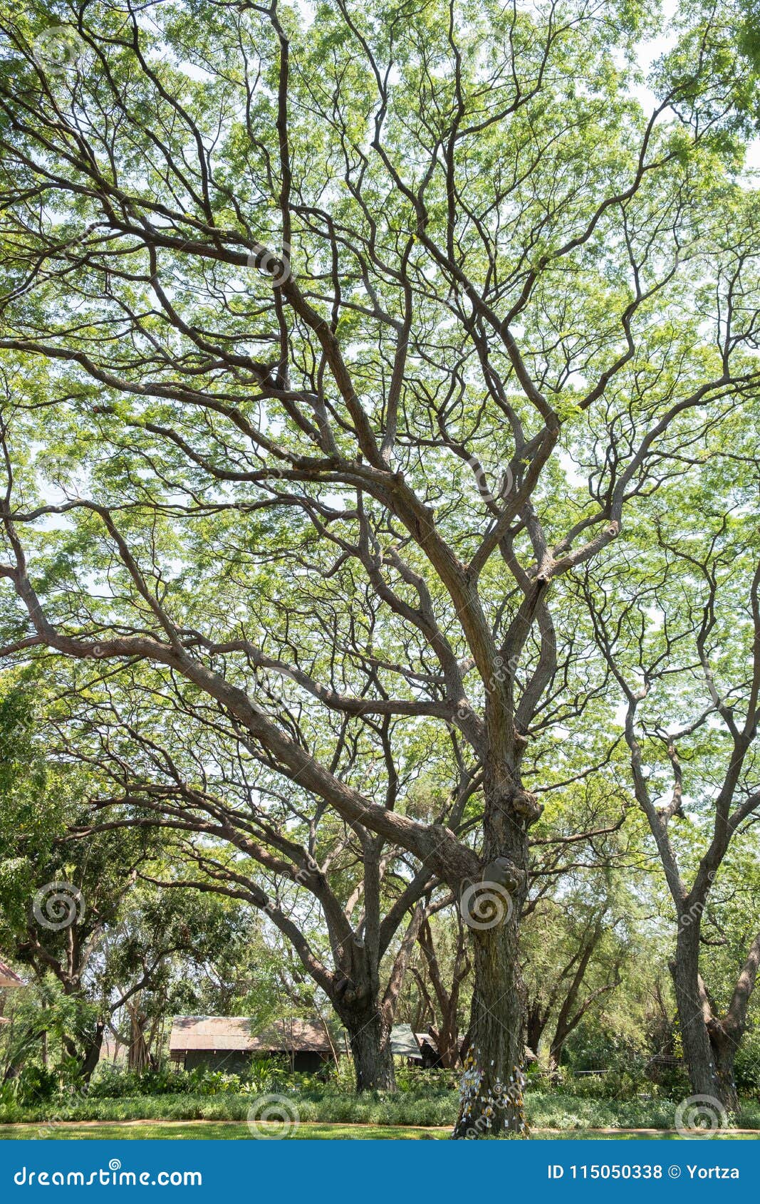 Big Tree in a Beautiful Garden Stock Photo - Image of bright, garden ...