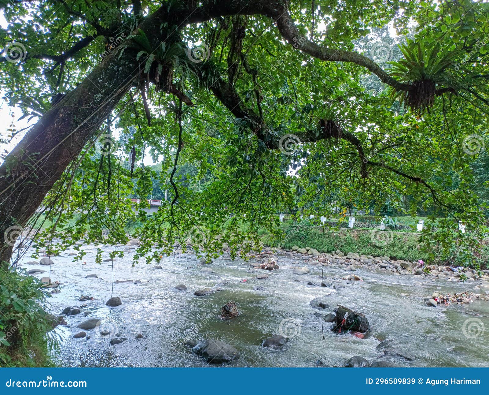A Big Tree with a Beautiful River Beneath it Stock Image - Image of ...