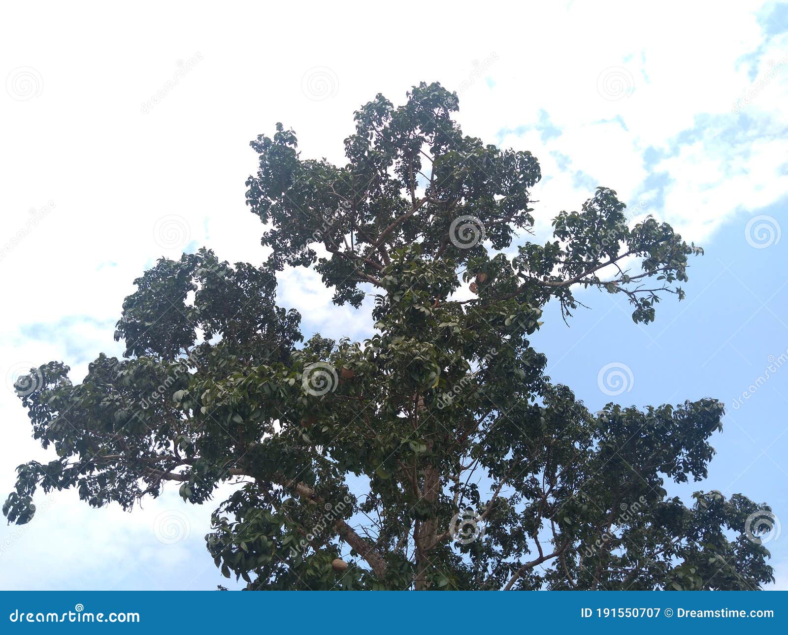 Big tree below the cloud stock image. Image of maple - 191550707