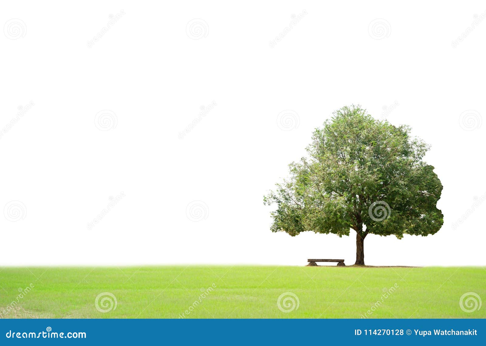 Big Tree and Bench Isolated Stock Photo - Image of decoration, scenic ...