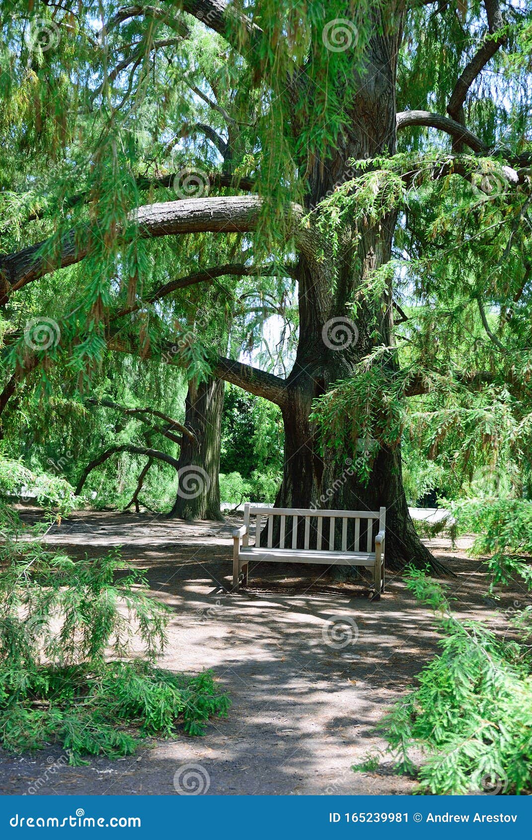 Big tree and bench stock image. Image of moss, style - 165239981