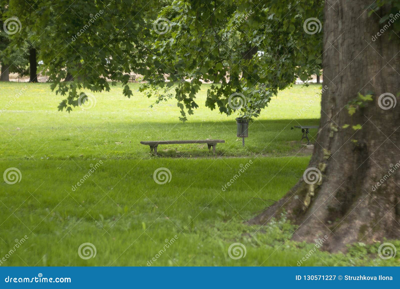 Big tree with bench. stock image. Image of outdoor, longevity - 130571227