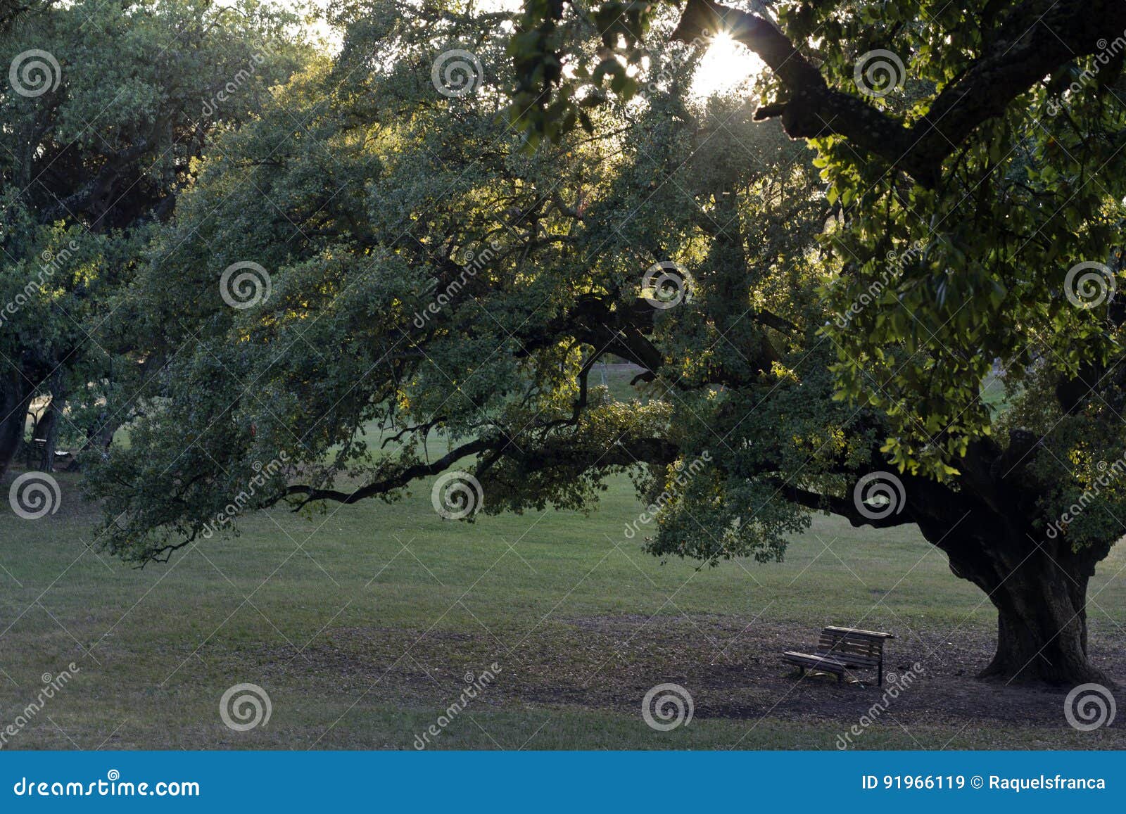 Big tree and a bench stock image. Image of rest, beauty - 91966119
