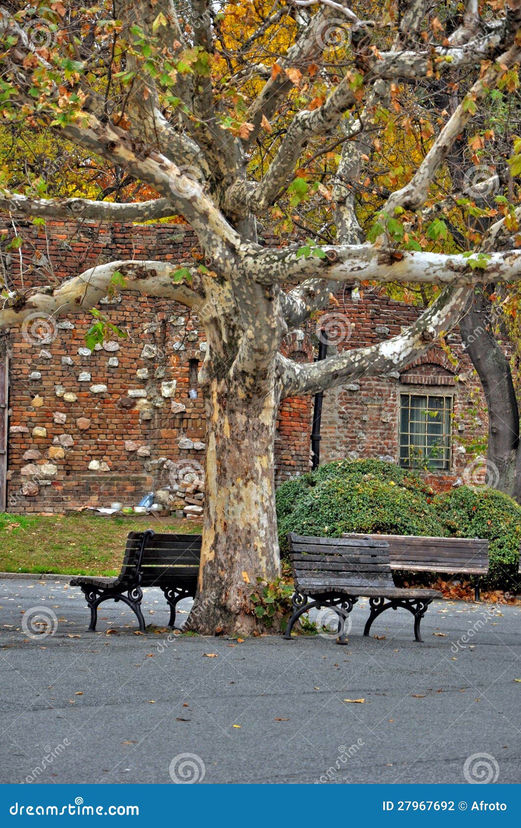 Big tree with a benches stock photo. Image of tree, autumn - 27967692