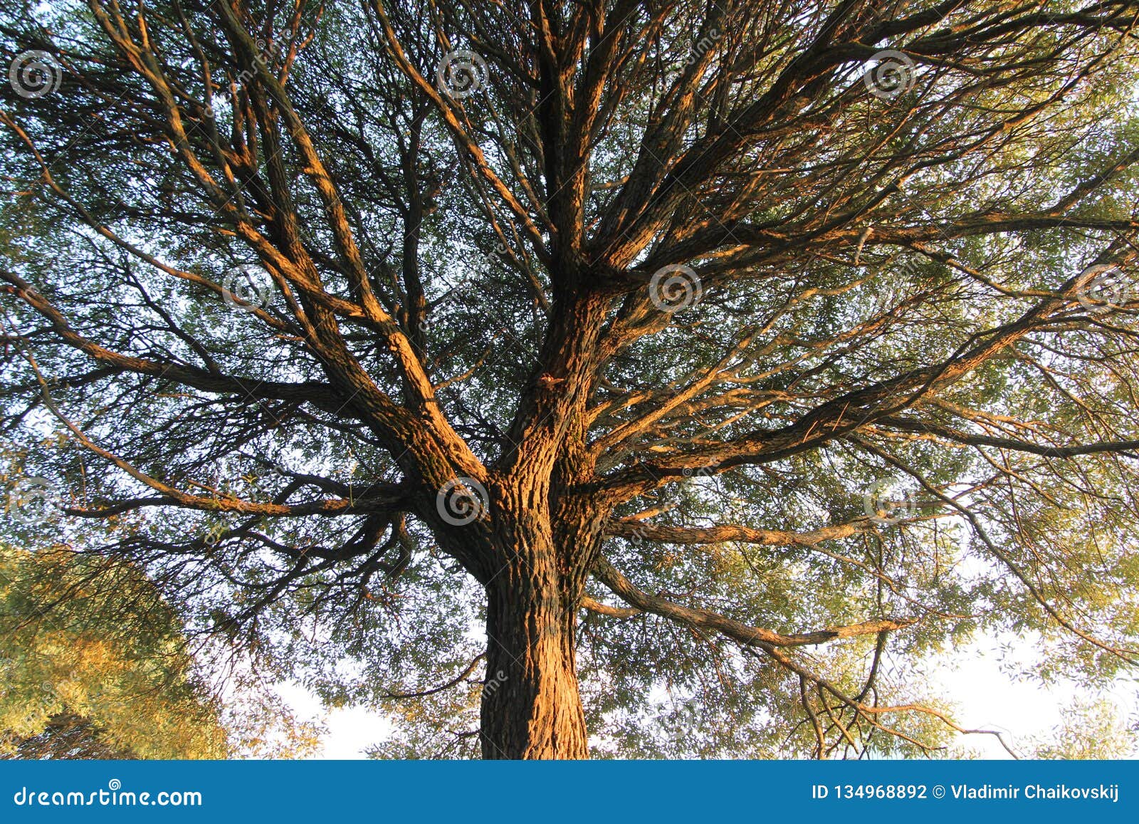 A tree shot from below stock photo. Image of bright - 134968892