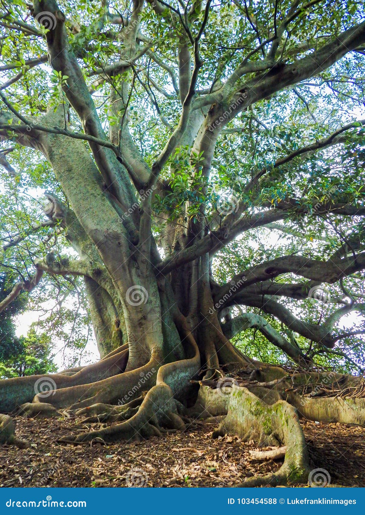 Big tree with big roots stock photo. Image of bodhi - 103454588