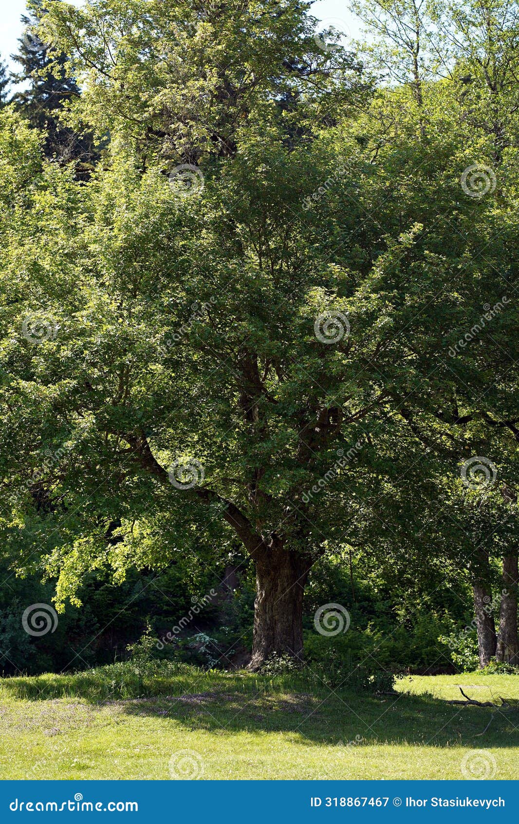 A big tree stock image. Image of leaf, flower, autumn - 318867467