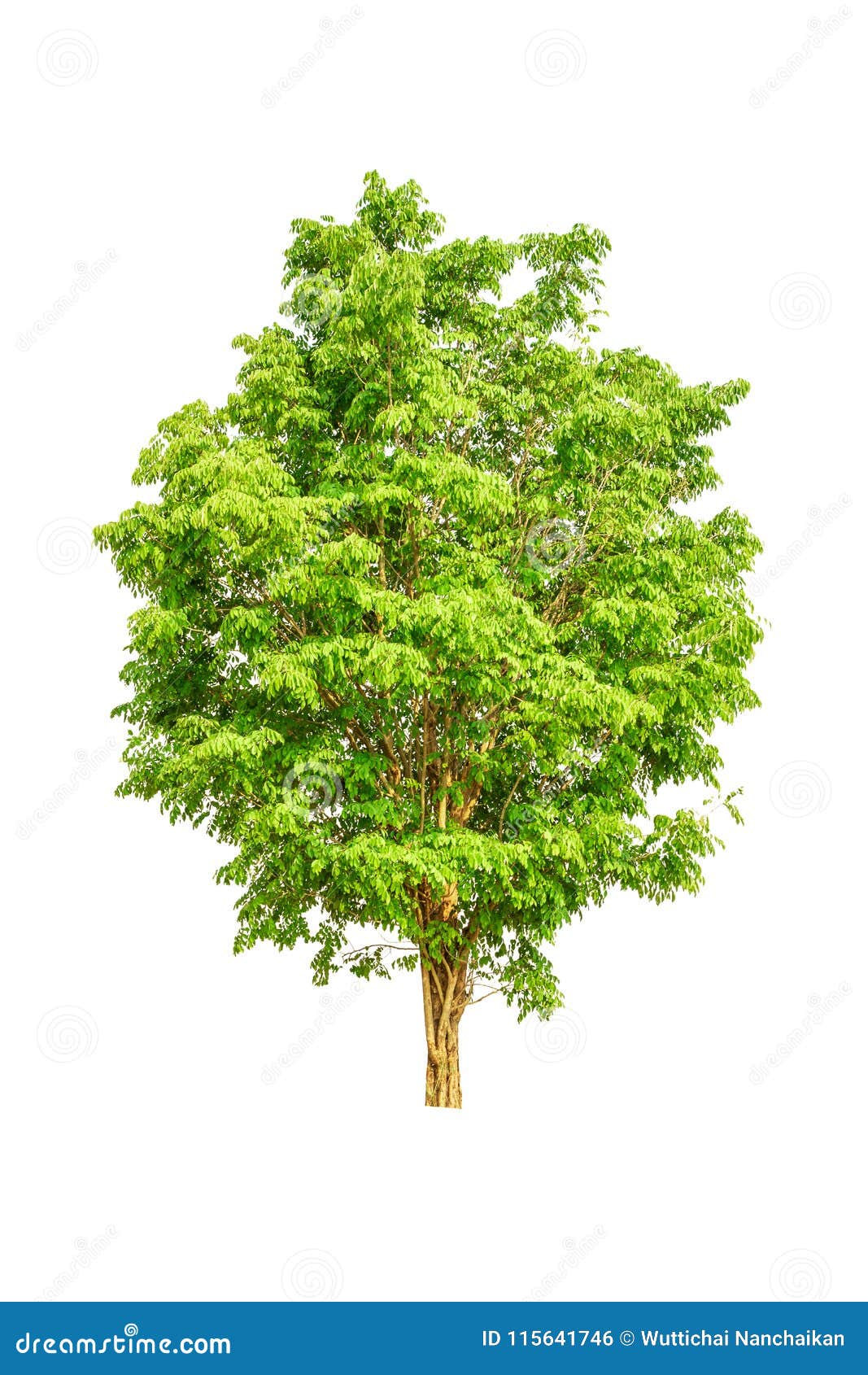 Big tree stock photo. Image of deciduous, forestry, life - 115641746