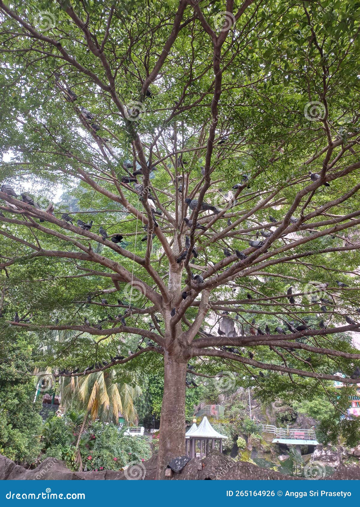 A big tree and birds stock photo. Image of perched, tree - 265164926