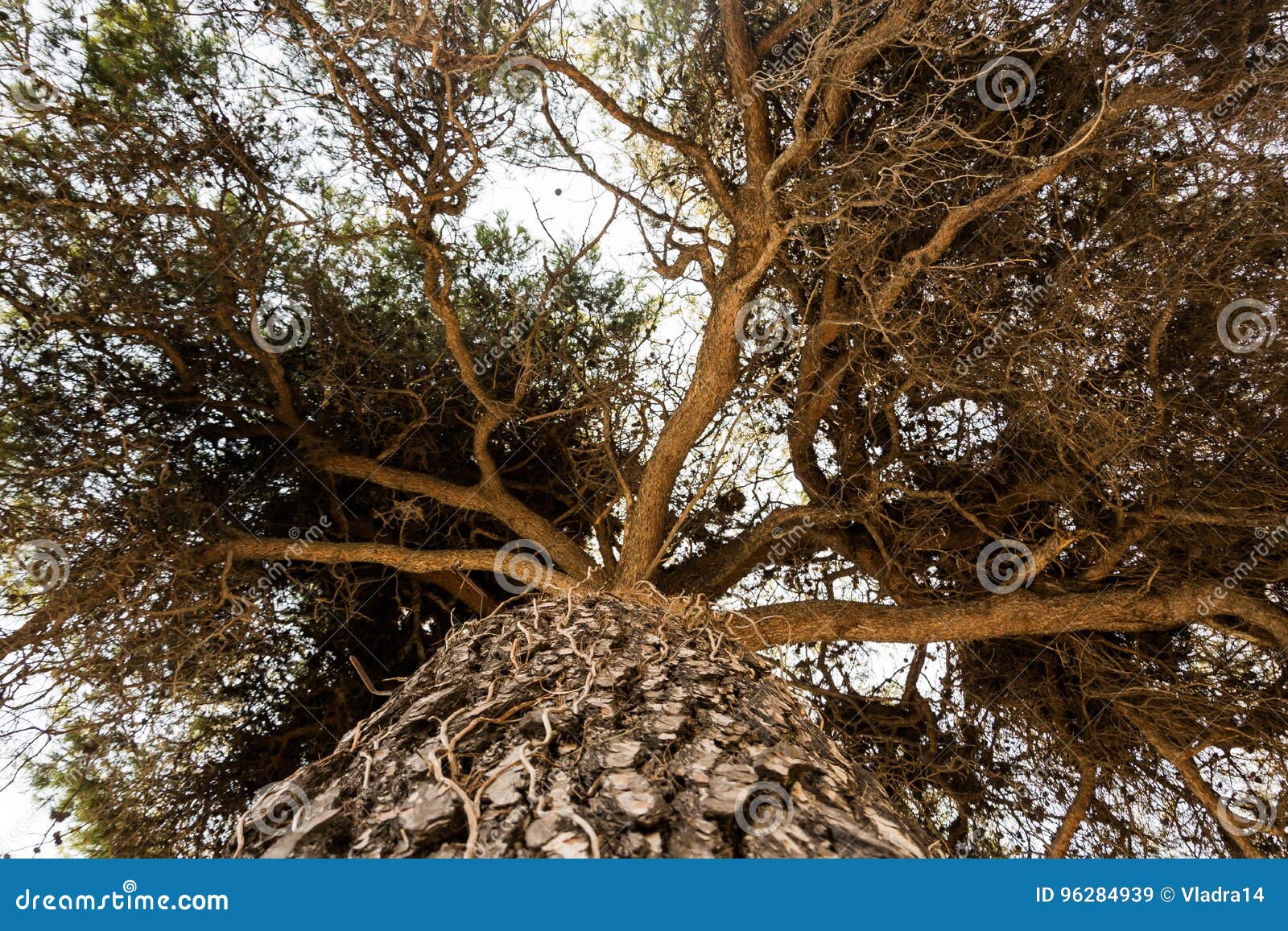 Big tree stock image. Image of pine, black, conifer, nature - 96284939