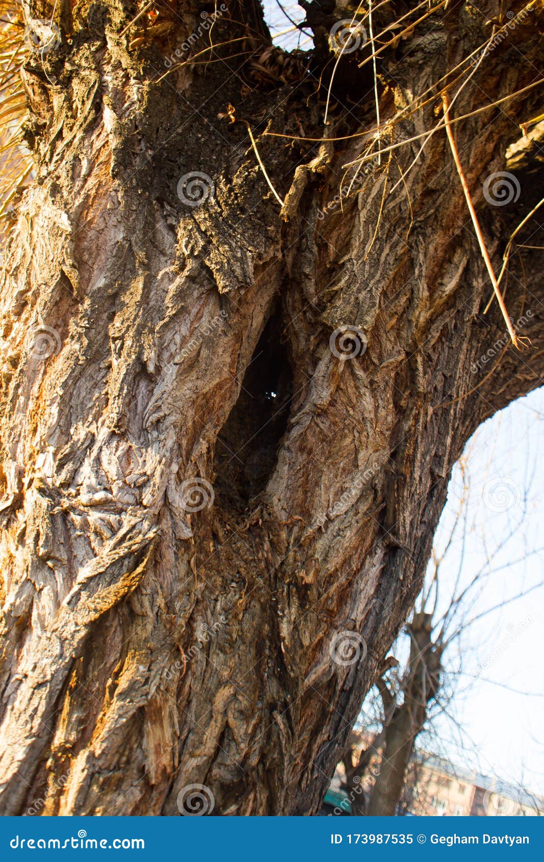 The Big Tree Blade in the Forest Stock Image - Image of black, brown ...