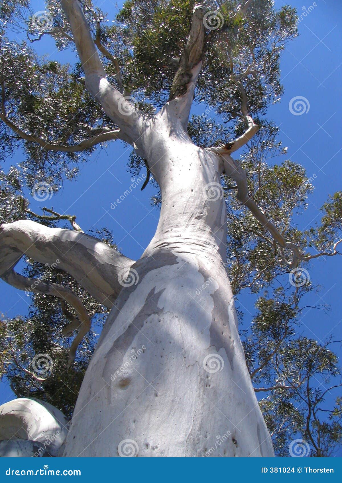 Big Tree at the Blue Mountains Stock Photo - Image of flora, mountains ...