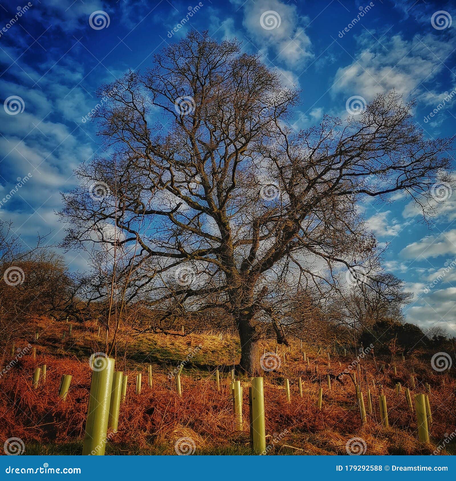 Big tree blue skies stock photo. Image of prairie, grass - 179292588
