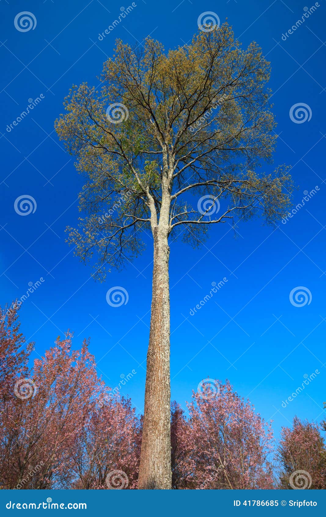 Big tree on blue sky stock image. Image of freshness - 41786685
