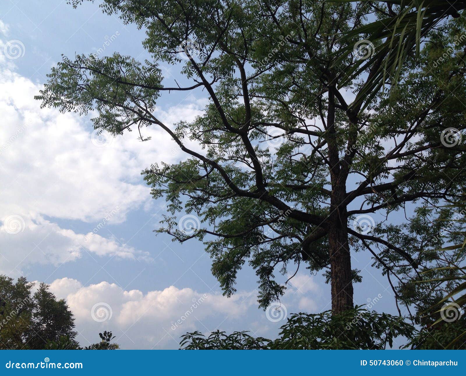 Big tree stock photo. Image of tree, natural, blue - 50743060