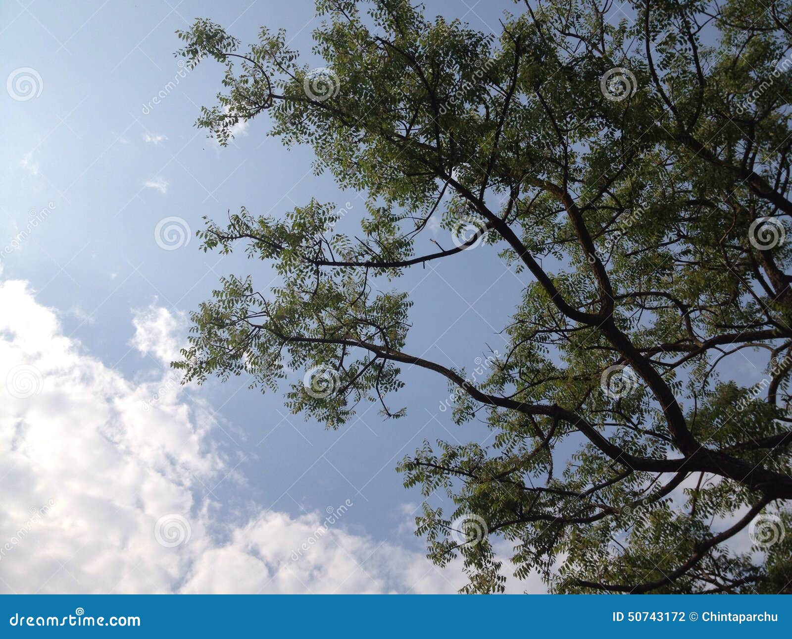 Big tree stock photo. Image of sunlight, pine, daytime - 50743172