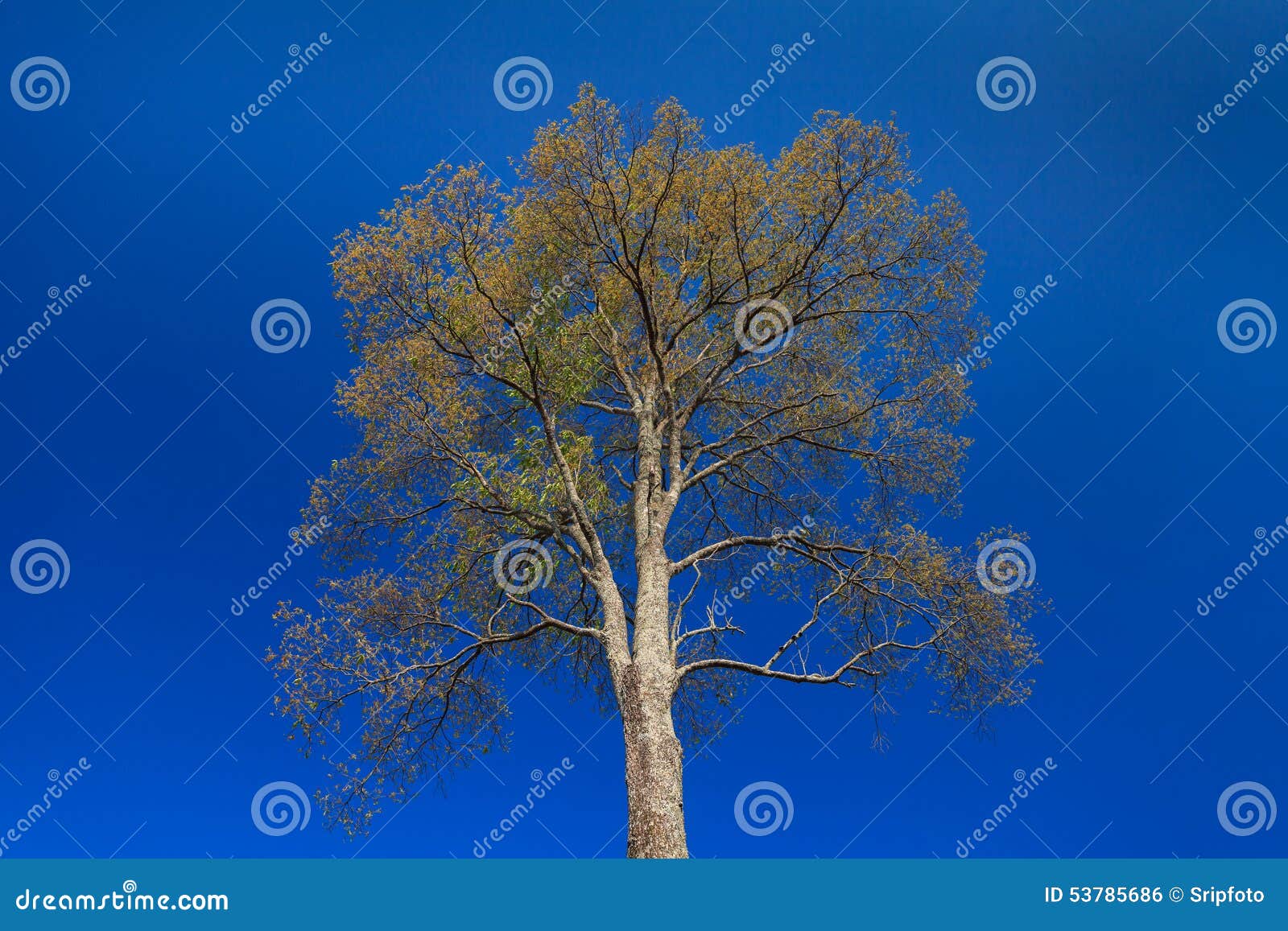Big tree on blue sky stock photo. Image of idyllic, color - 53785686