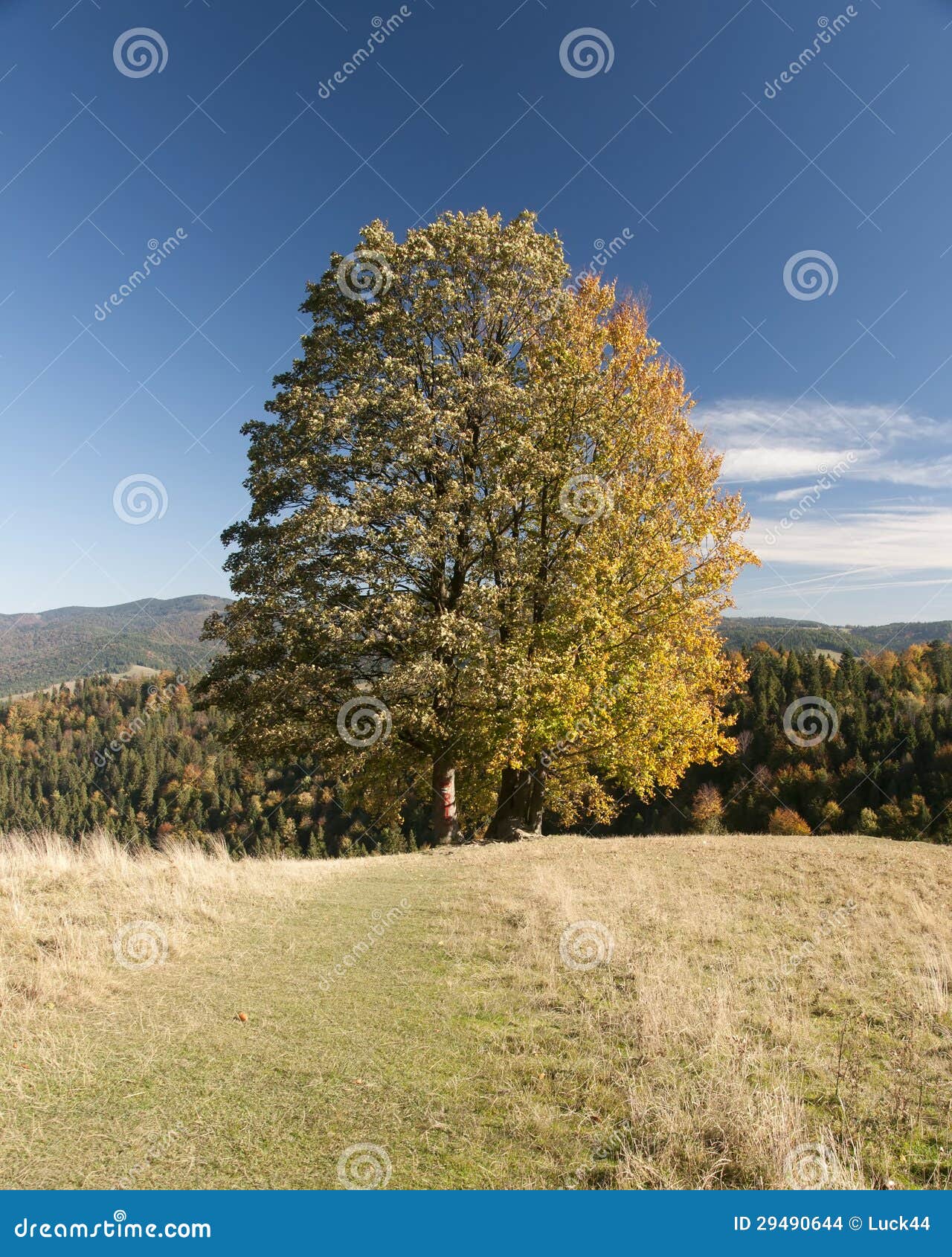 Big Tree on the Blue Sky in the Autumn Stock Photo - Image of weather ...