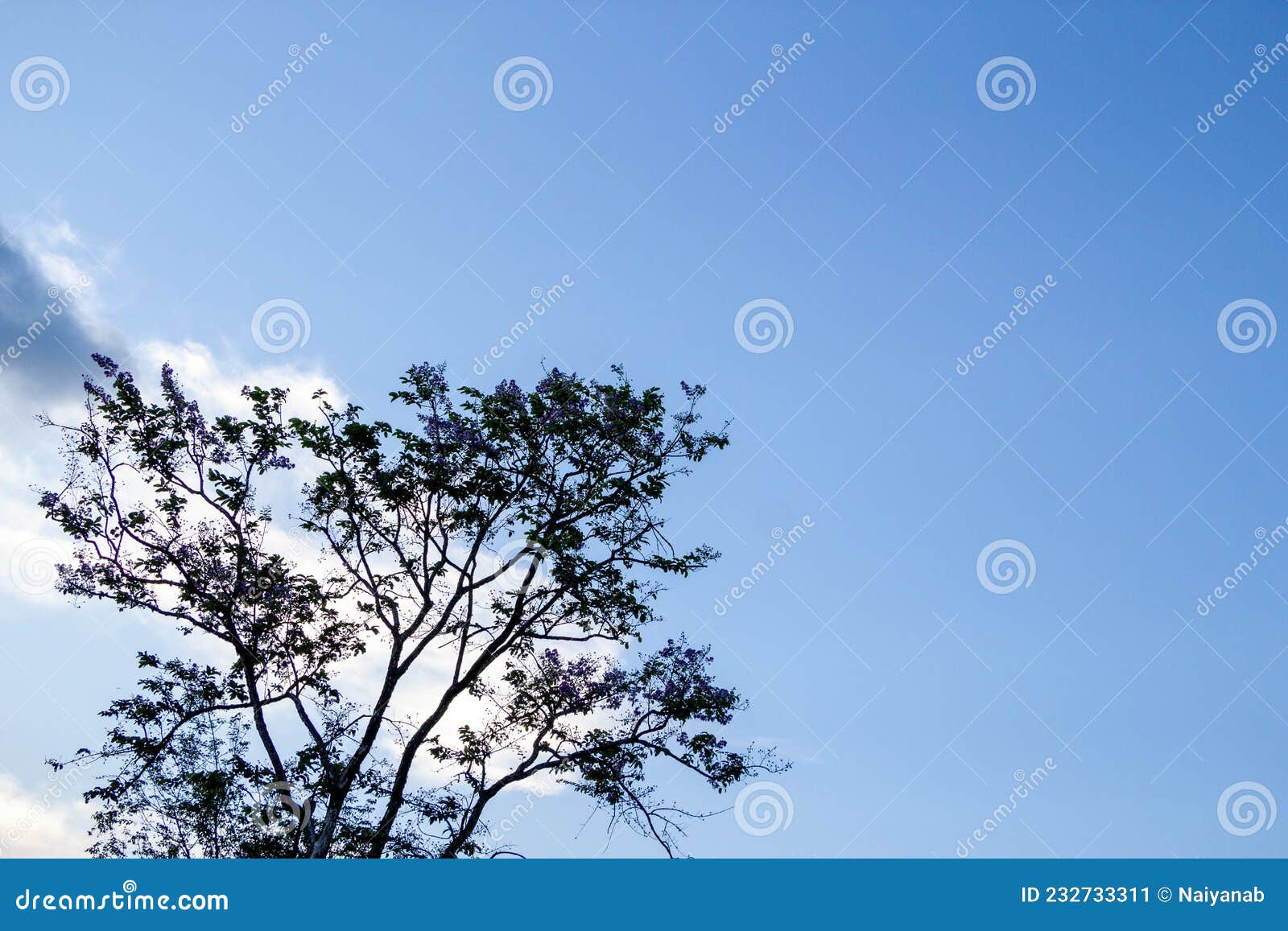 Big tree on blue sky stock image. Image of grow, outdoor - 232733311
