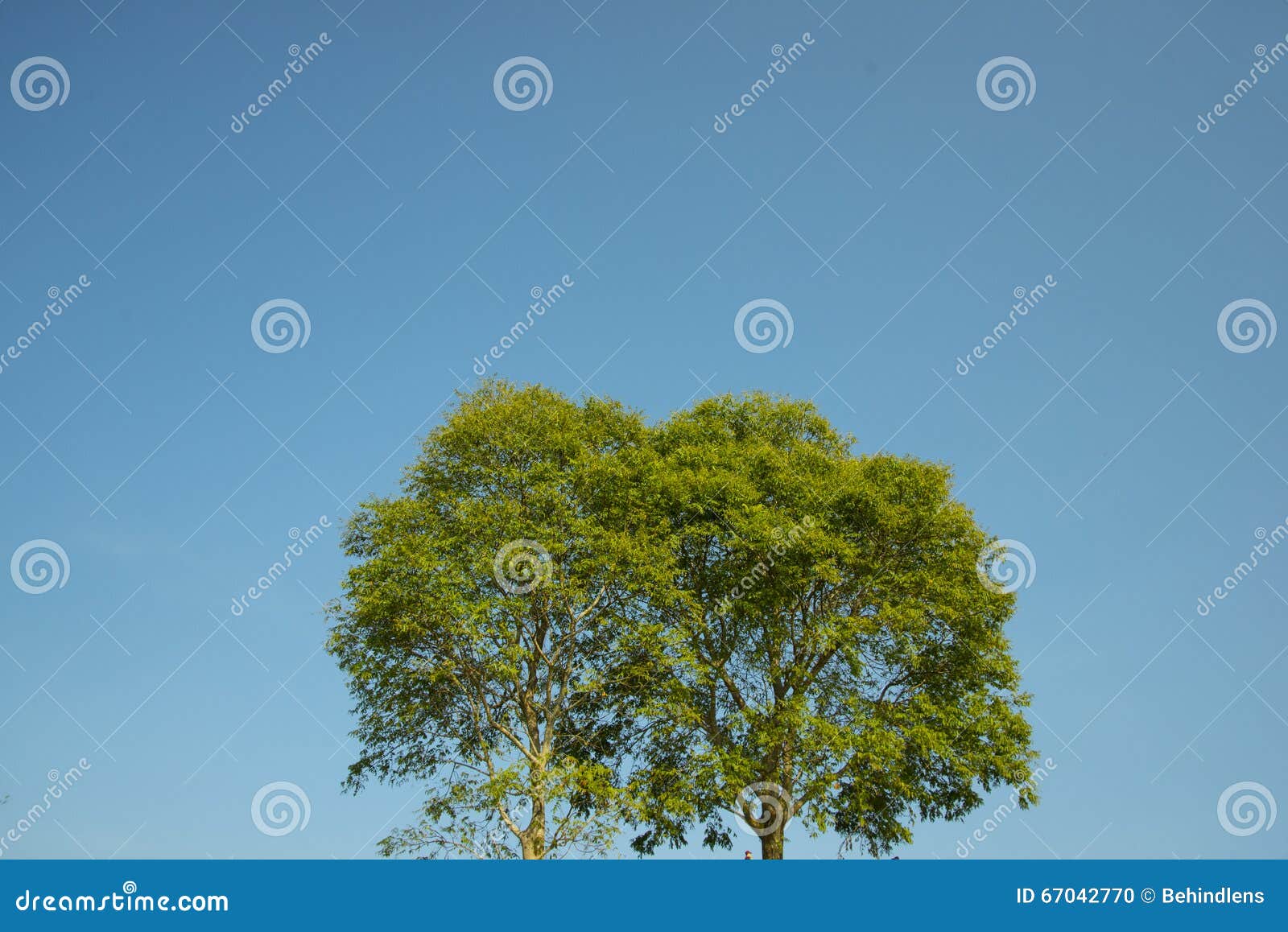 Big Tree with Blue Sky Background. Stock Photo - Image of grass, land ...