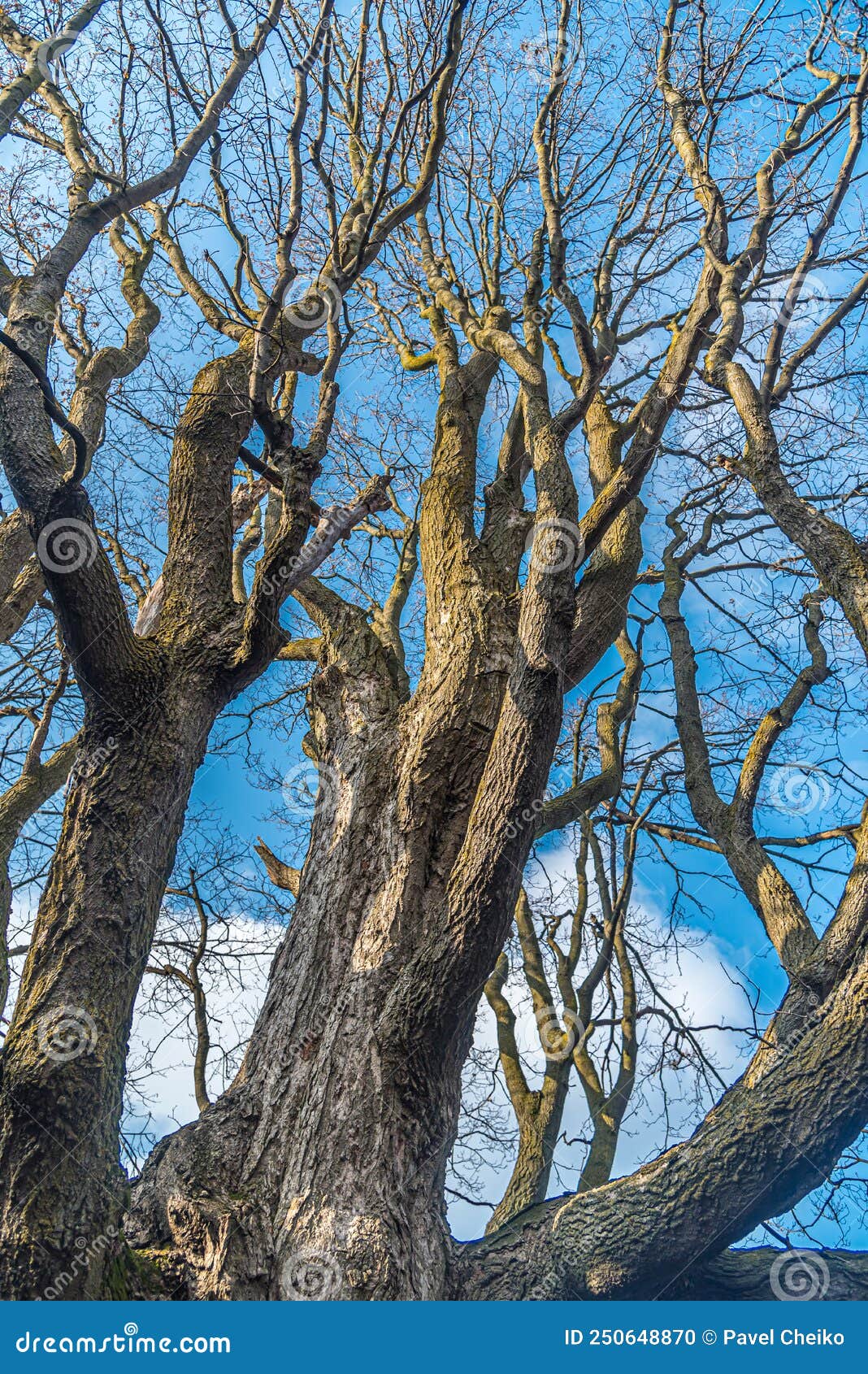 Big Tree on Blue Sky Background Stock Photo - Image of outdoors, season ...