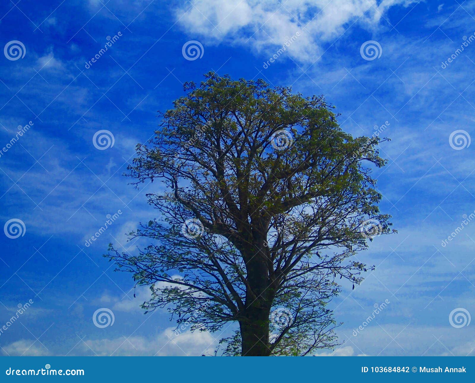 Big tree in the blue sky stock photo. Image of tall - 103684842